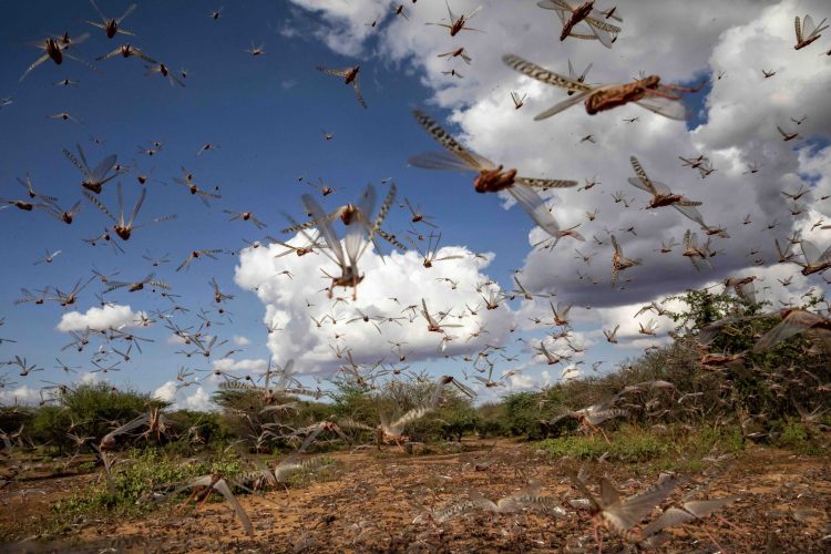 Continuation of the Fight Against the Invasion of Desert Locusts in the ...